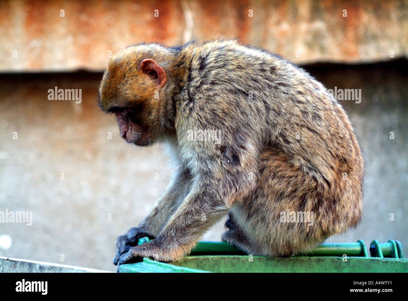 Monkey gibraltar rubbish hi-res stock photography and images - Alamy