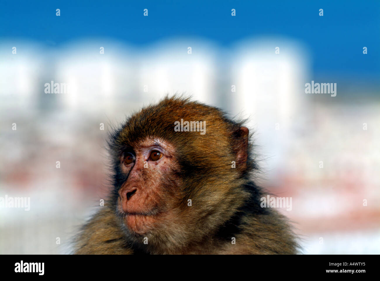 Monkey gibraltar rubbish hi-res stock photography and images - Alamy