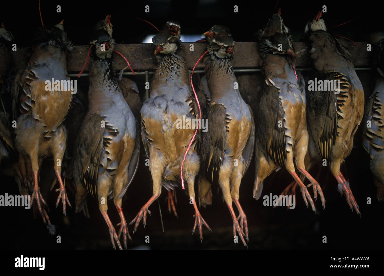 Dead partridge hi-res stock photography and images - Alamy