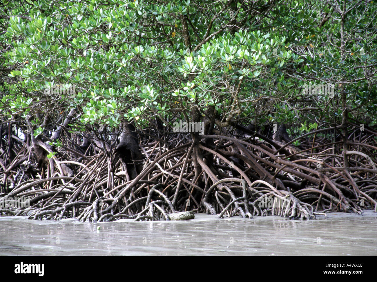 Mangrove swamp in Queensland Australia Stock Photo - Alamy