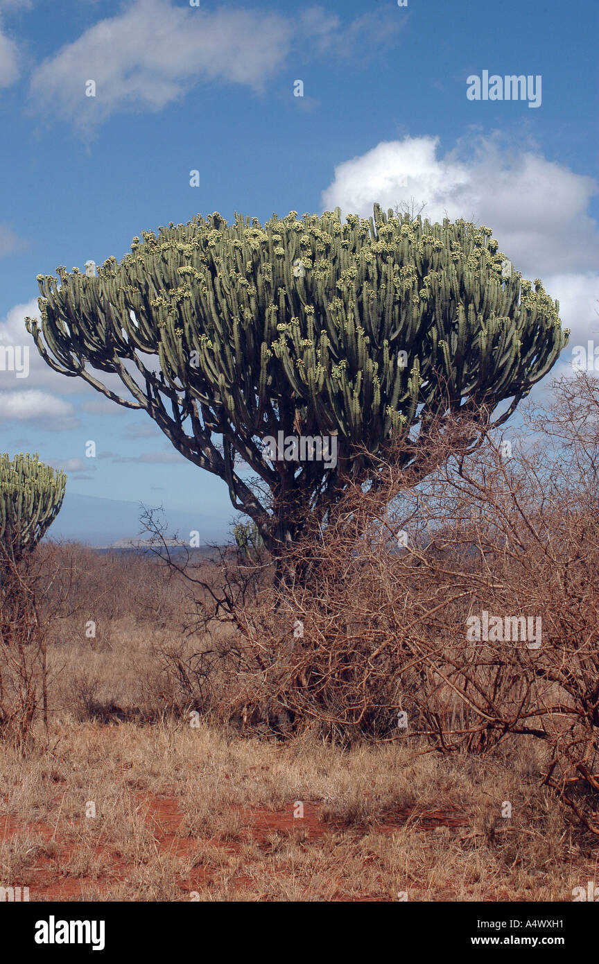 Candelabra Tree Euphorbia Tsavo West National Park Kenya Stock Photo ...