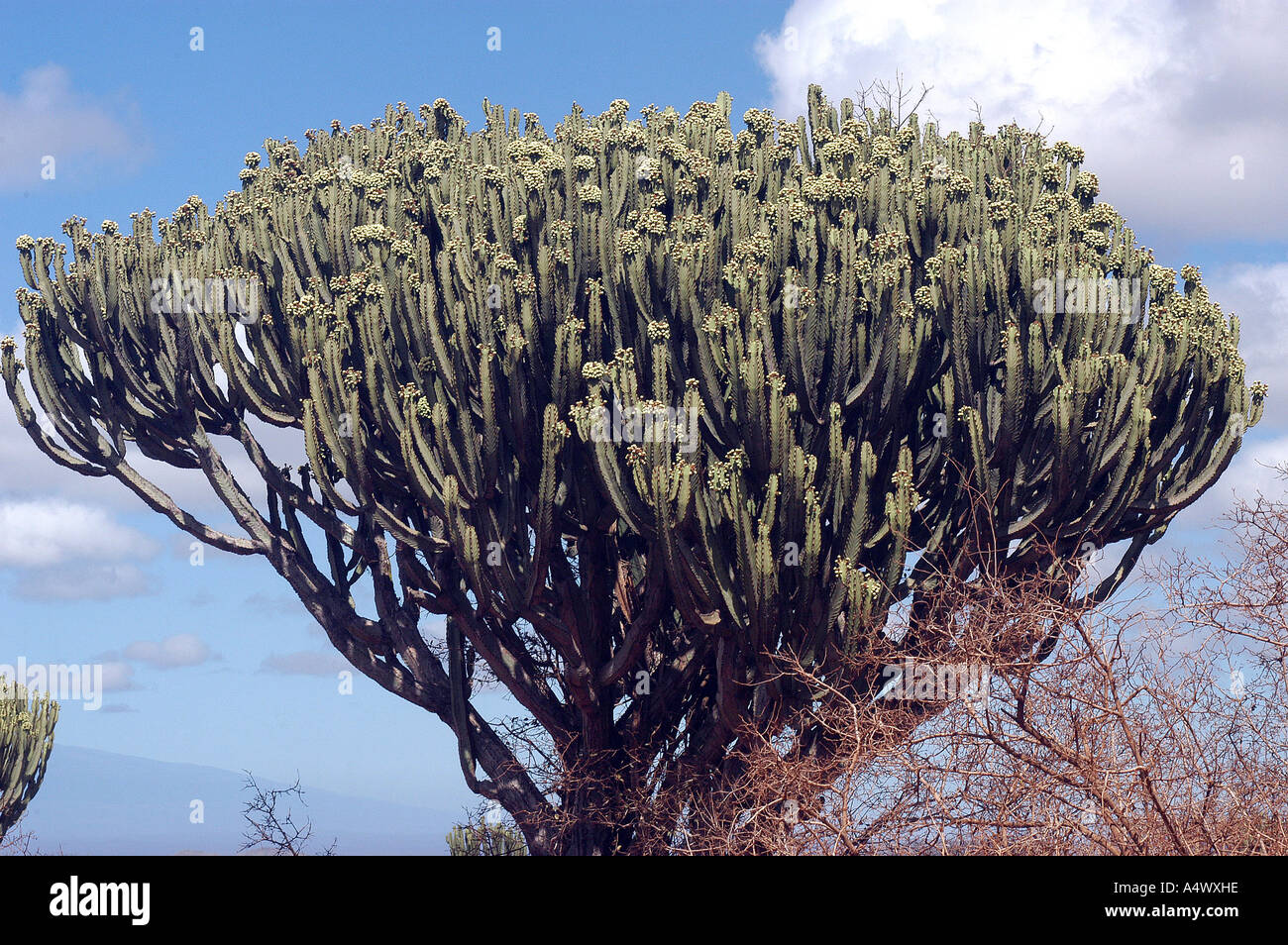 The candelabra tree hi-res stock photography and images - Alamy