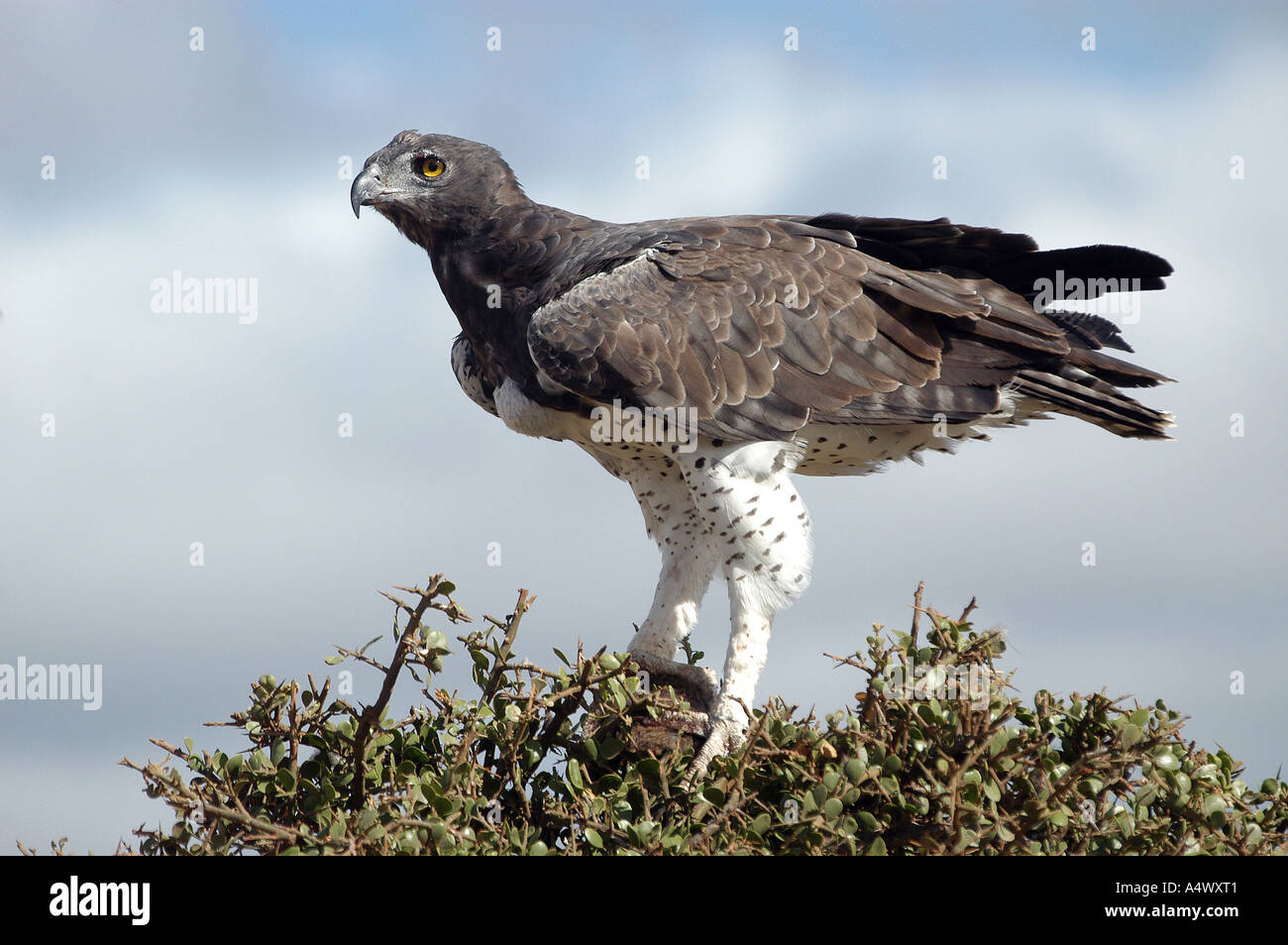 Martial Eagle
