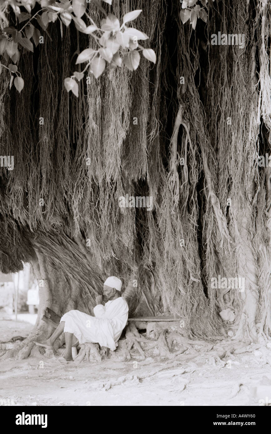 Man sitting under banyan tree hi-res stock photography and images - Alamy
