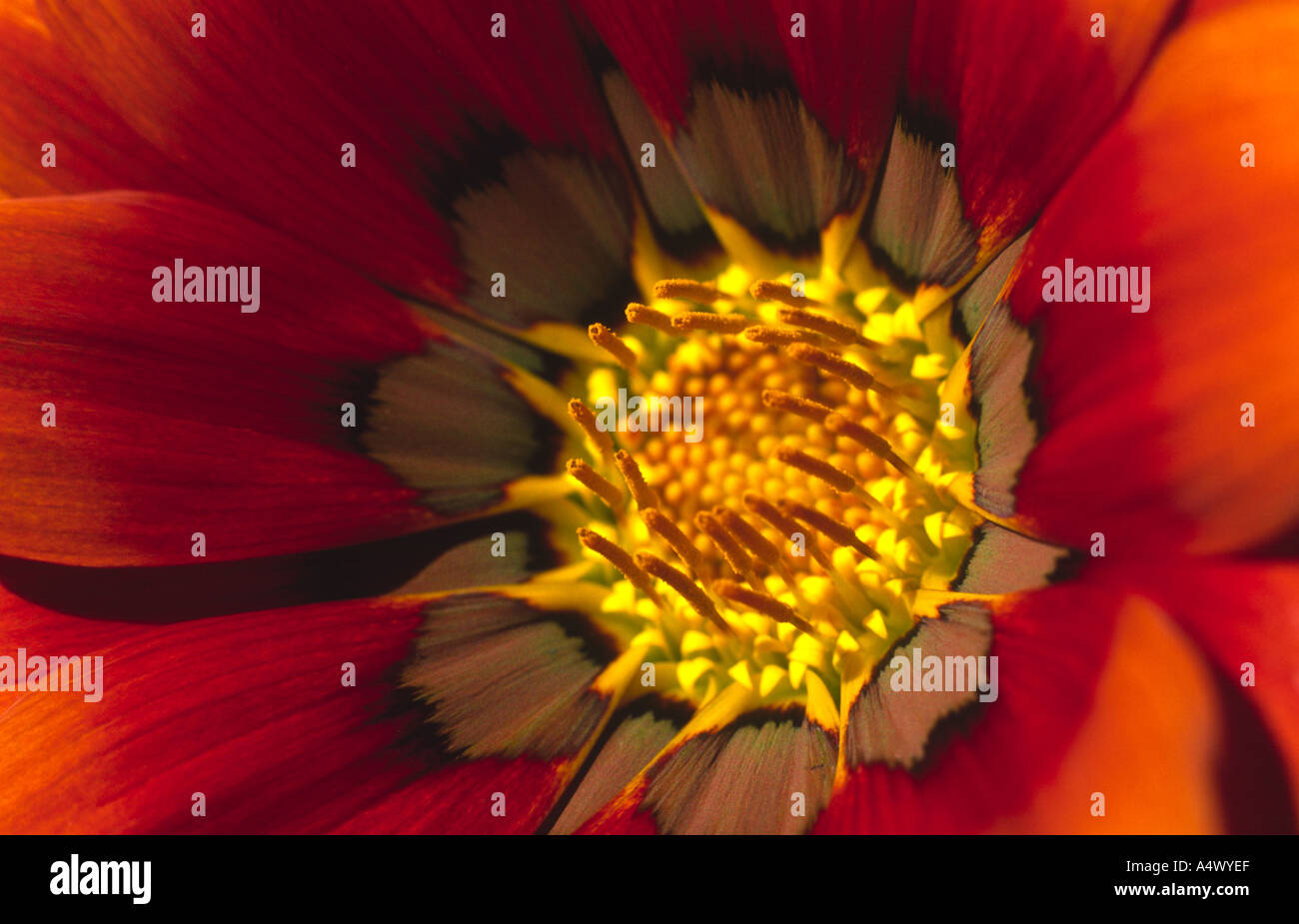 Extreme close up of a Veldt daisy flower Stock Photo - Alamy