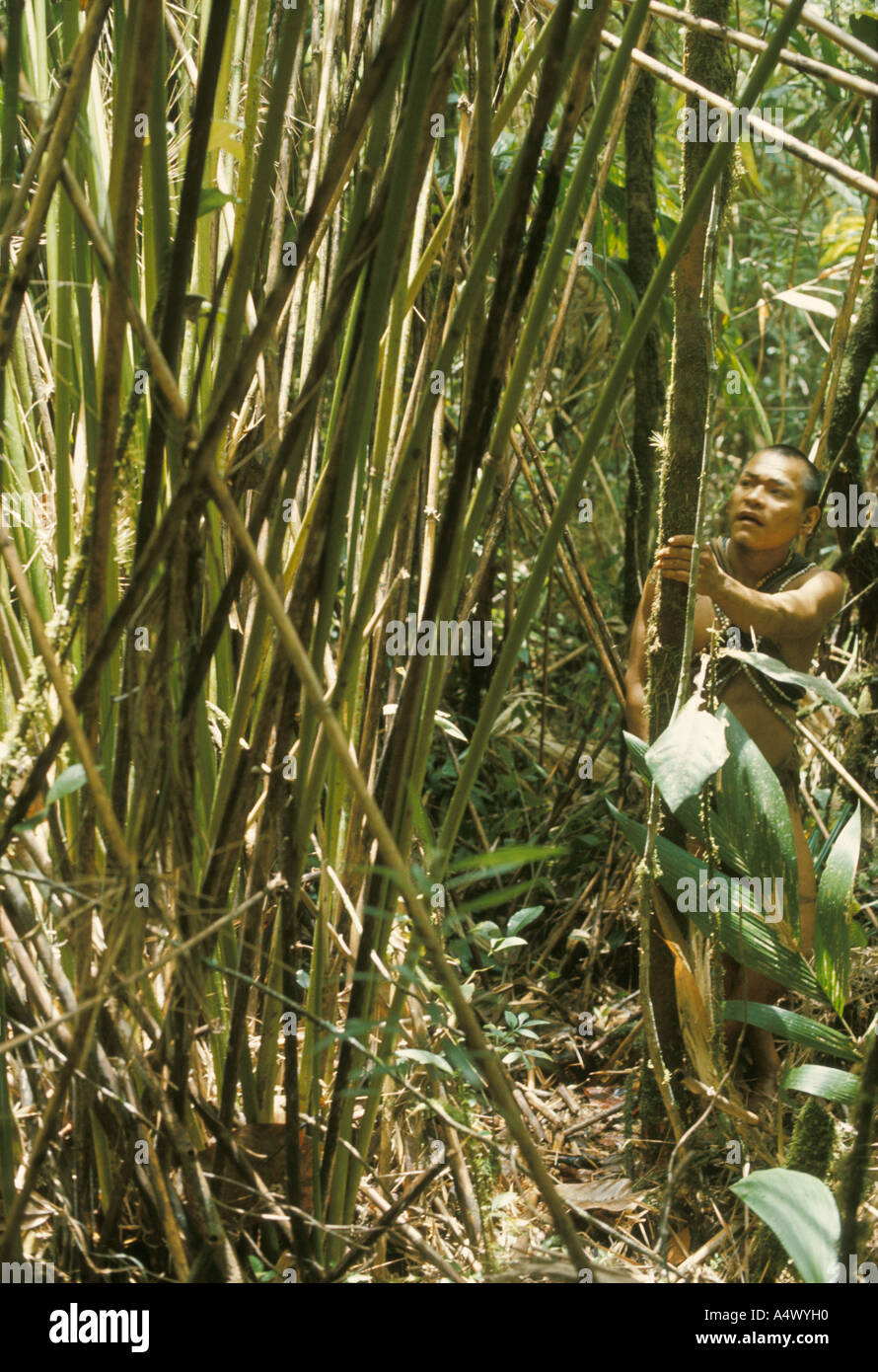 South american rainforest indians hi-res stock photography and images ...