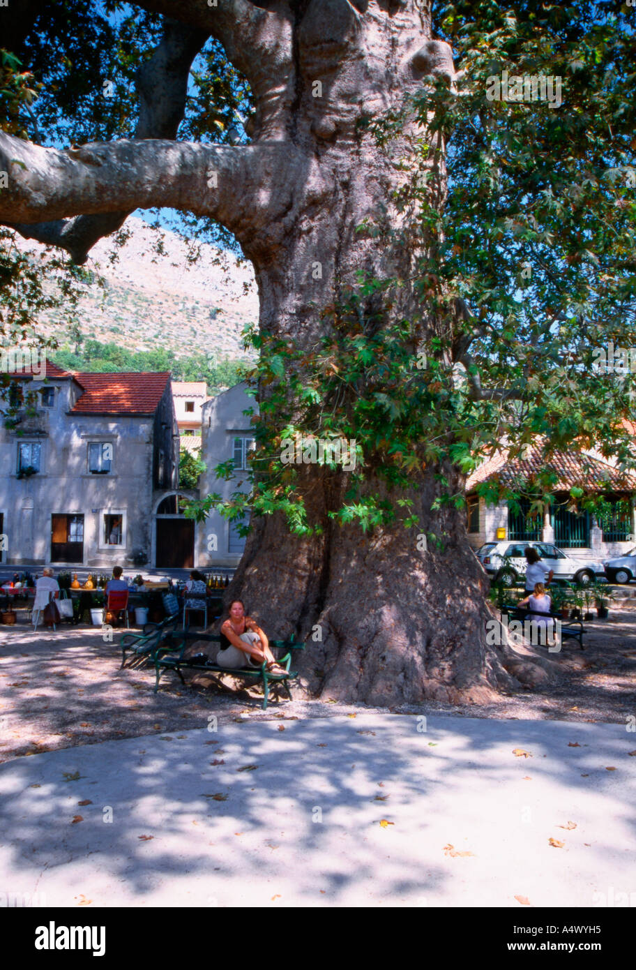 Trsteno arboretum tree hi-res stock photography and images - Alamy