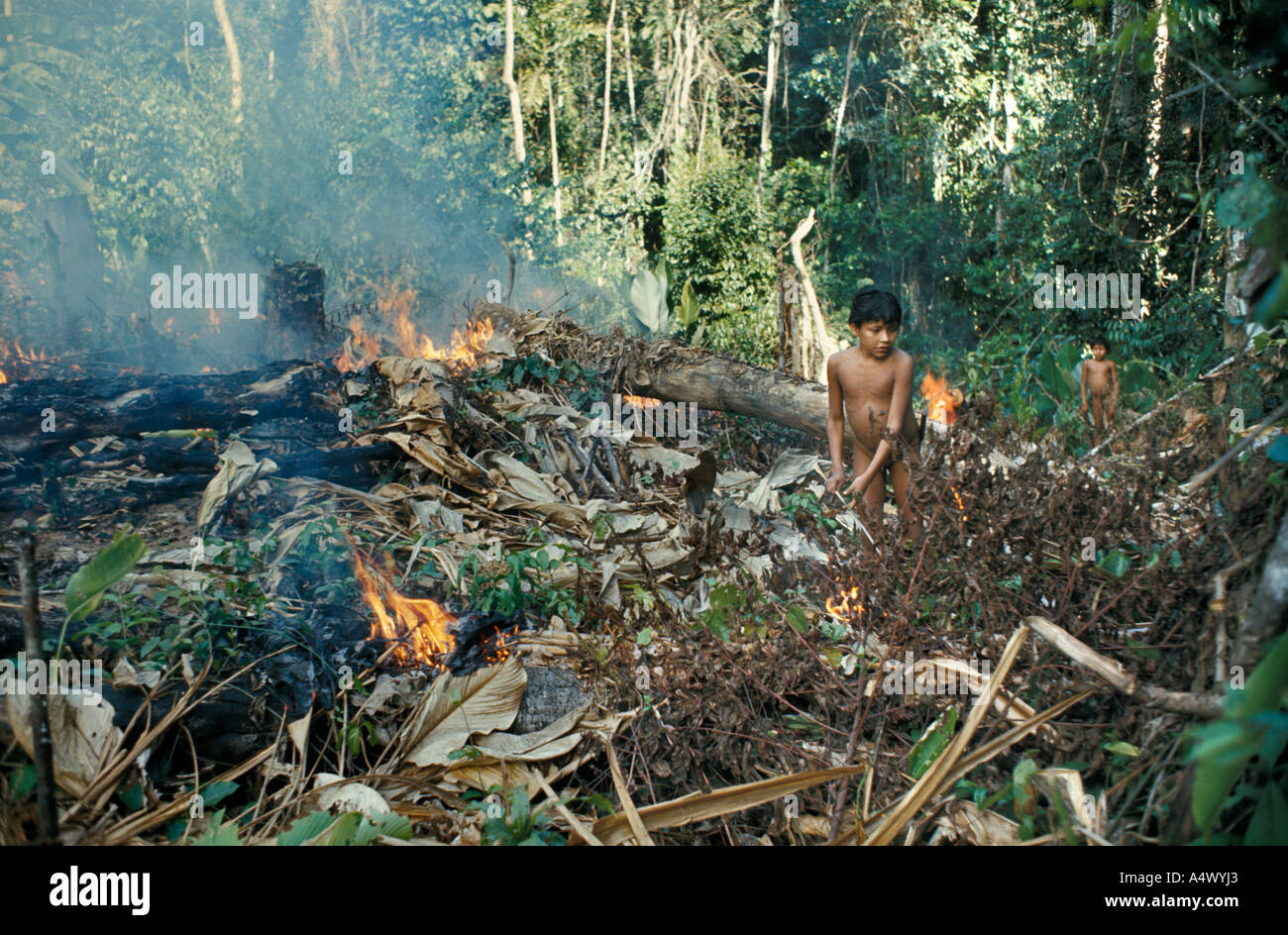 Slash and burn agriculture: E'ñepa (Panare) indigenous boys setting ...