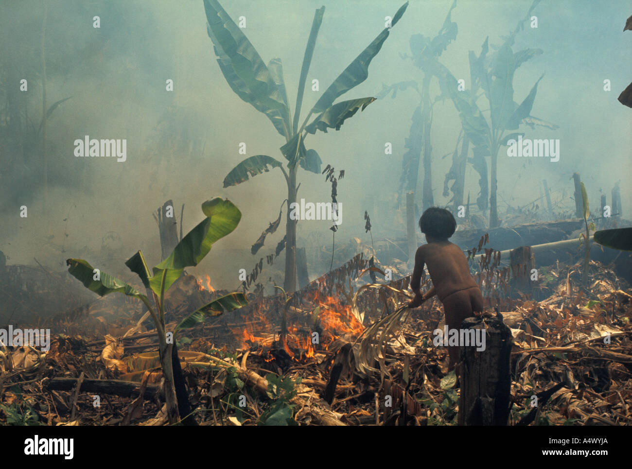 Slash and burn agriculture: Eñepa indigenous boy setting fire to old ...