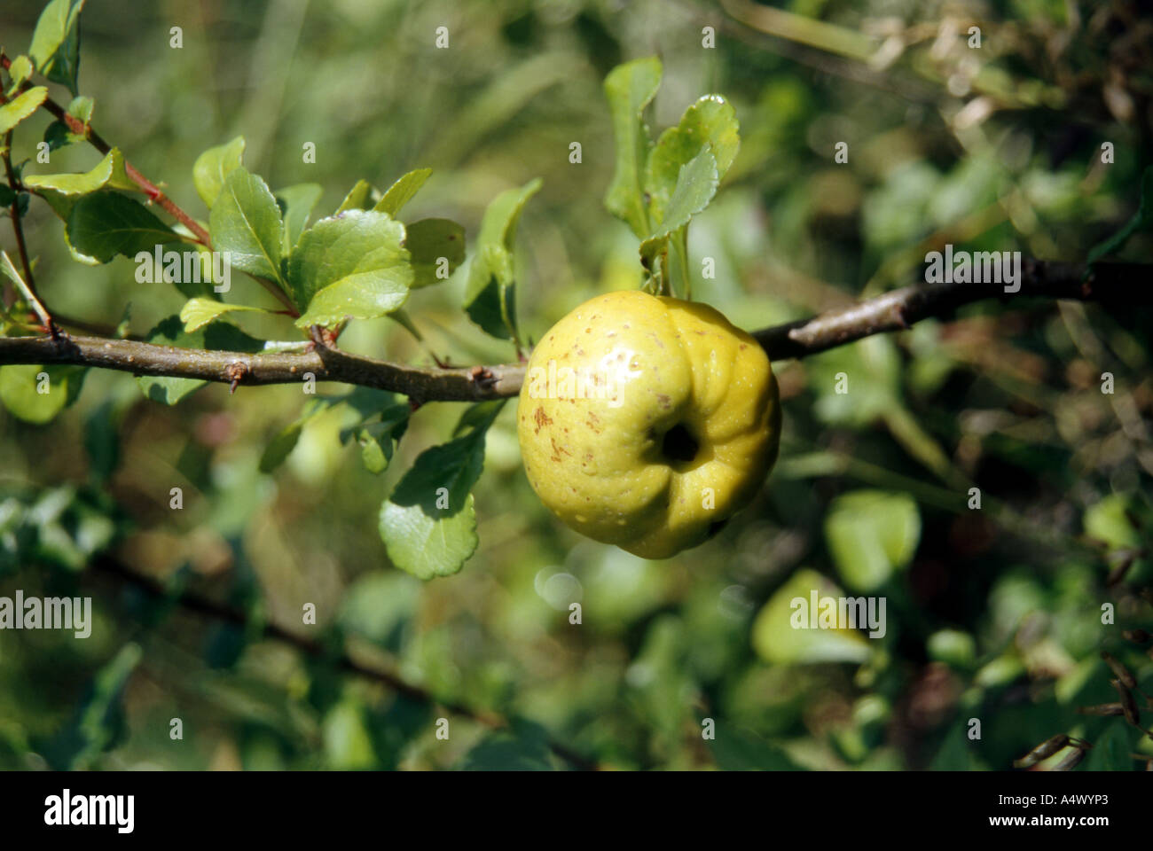 Quince Cydonia oblonga Stock Photo - Alamy