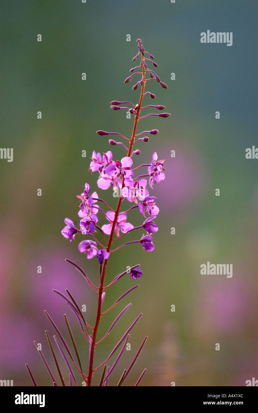 Wildflower rose bay willowherb epilobium hi-res stock photography and ...