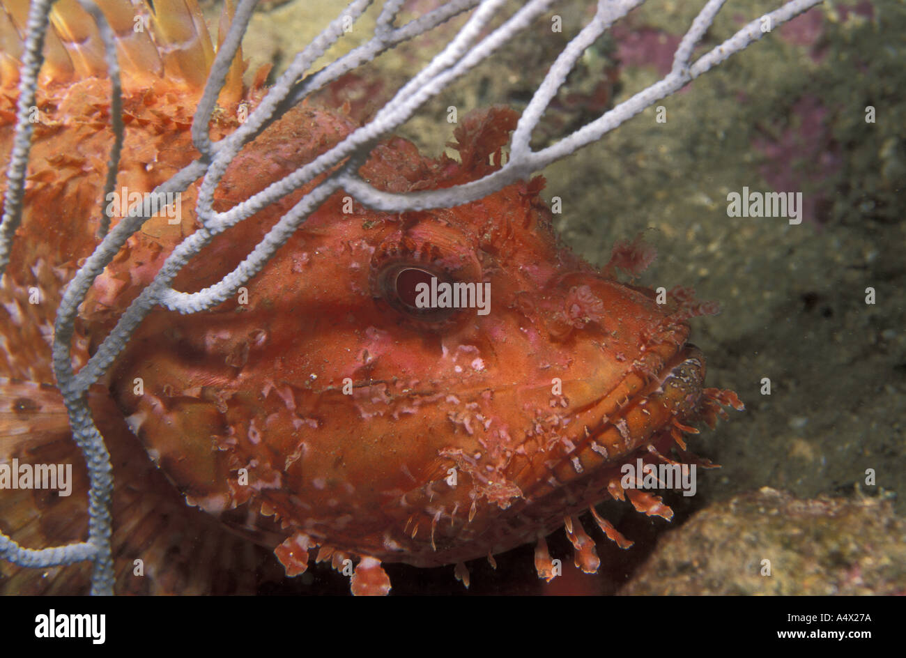 Scorpion fish italy hi-res stock photography and images - Alamy
