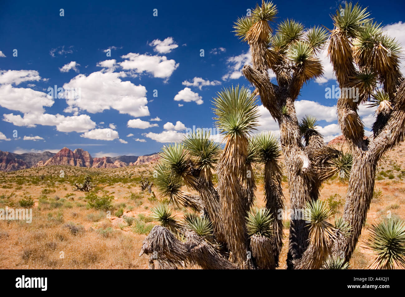 Red Rock Canyon State Park, Nevada, United States Stock Photo - Alamy