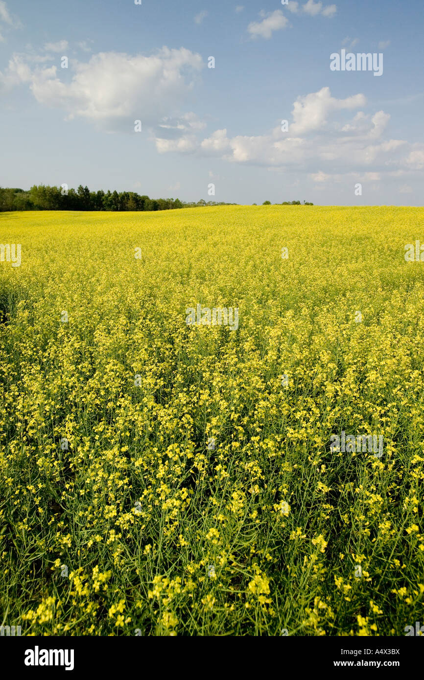 Canola field in bloom in North Dakota Canola is also know as Rapeseed ...