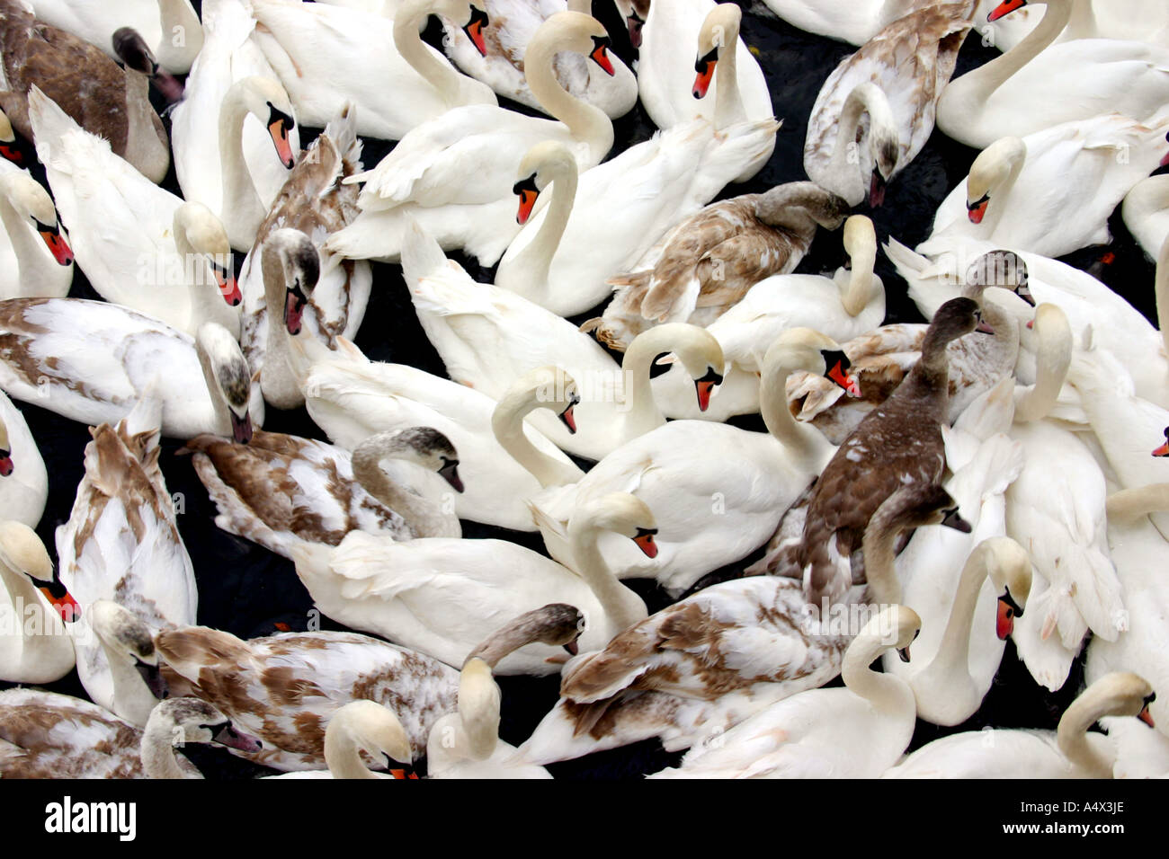 Mass of Mute Swans on river Severn in Worcester Stock Photo - Alamy
