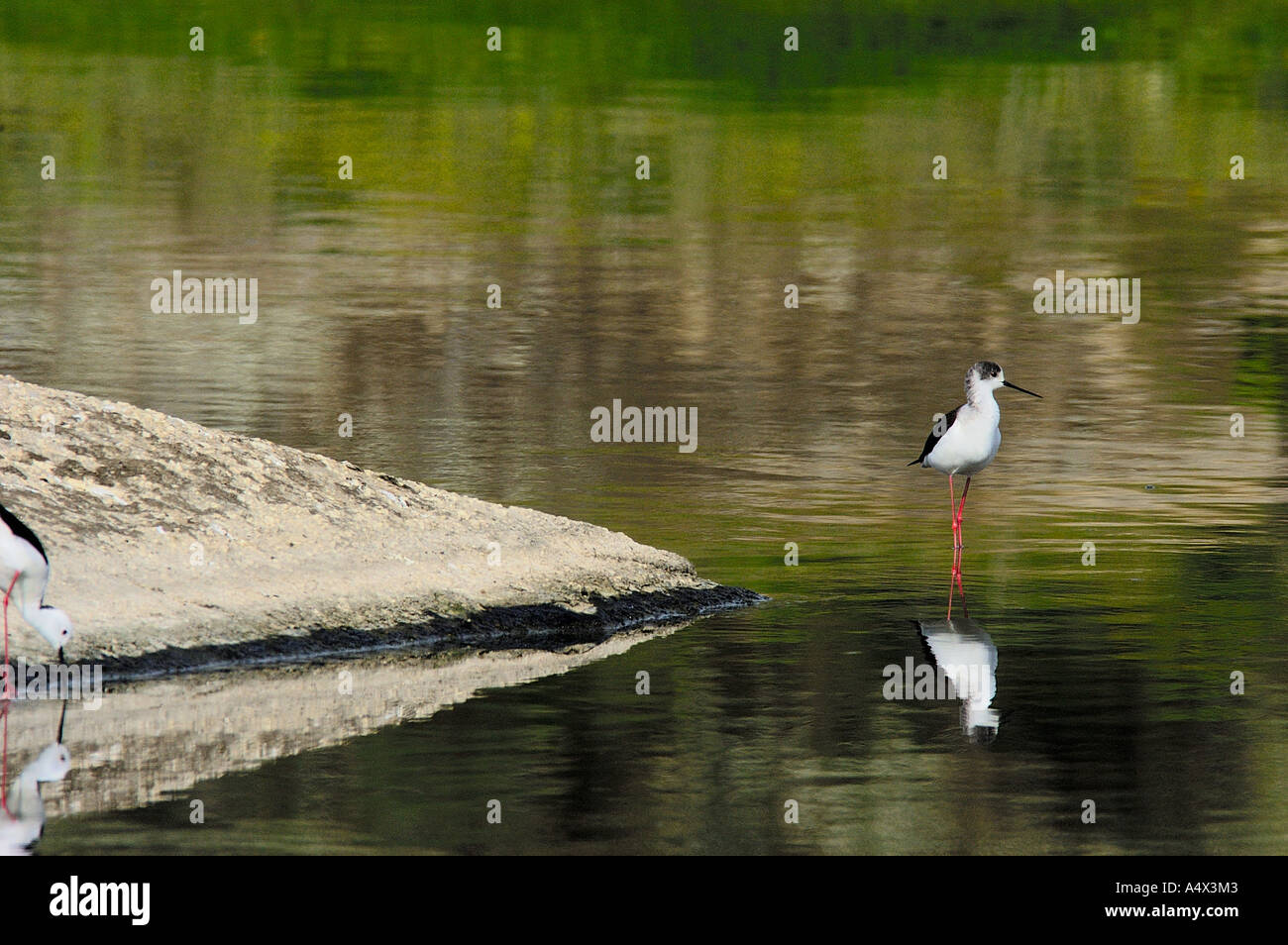 Black necked Stilt Himantopus himantopus Los Barruecos Natural Park ...