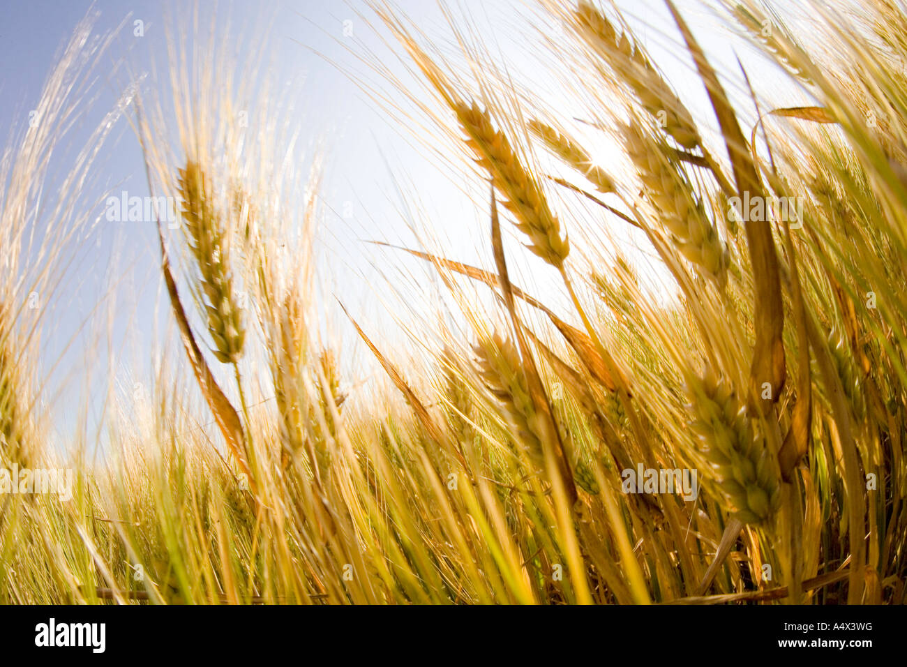 Wheat field in North Dakota Stock Photo - Alamy