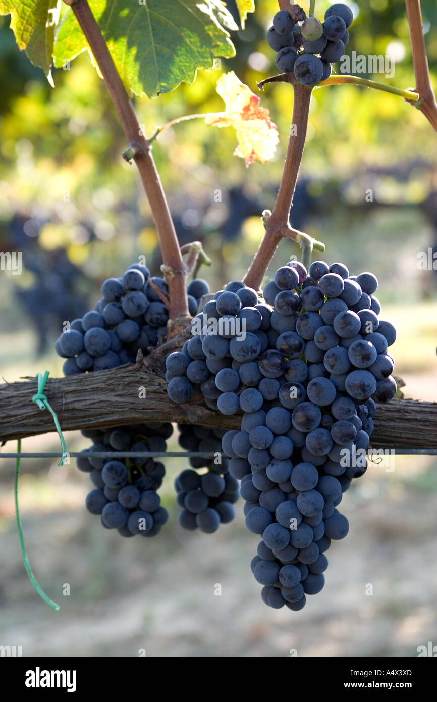 Cluster ernte hi-res stock photography and images - Alamy