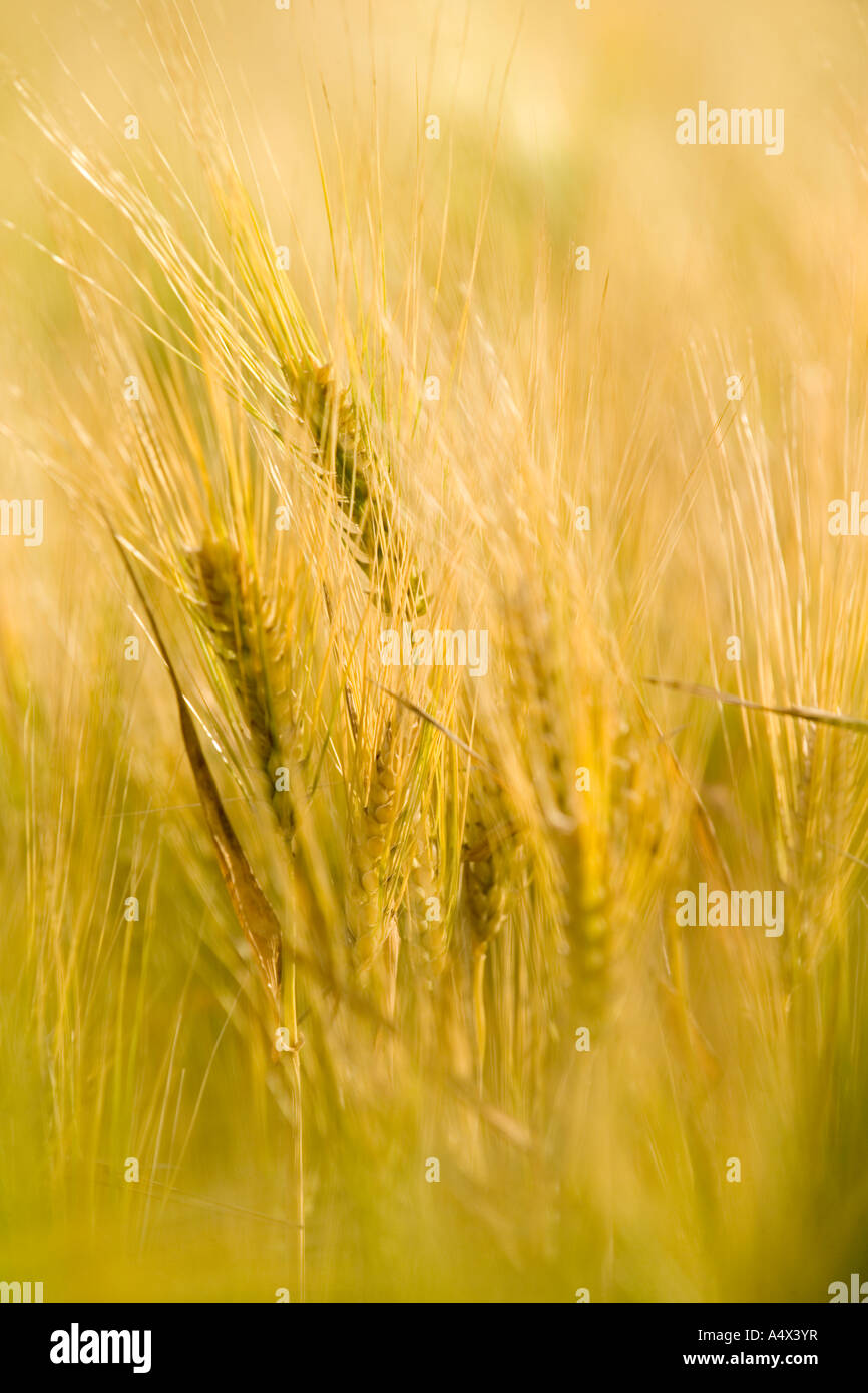 North dakota wheat field hi-res stock photography and images - Alamy