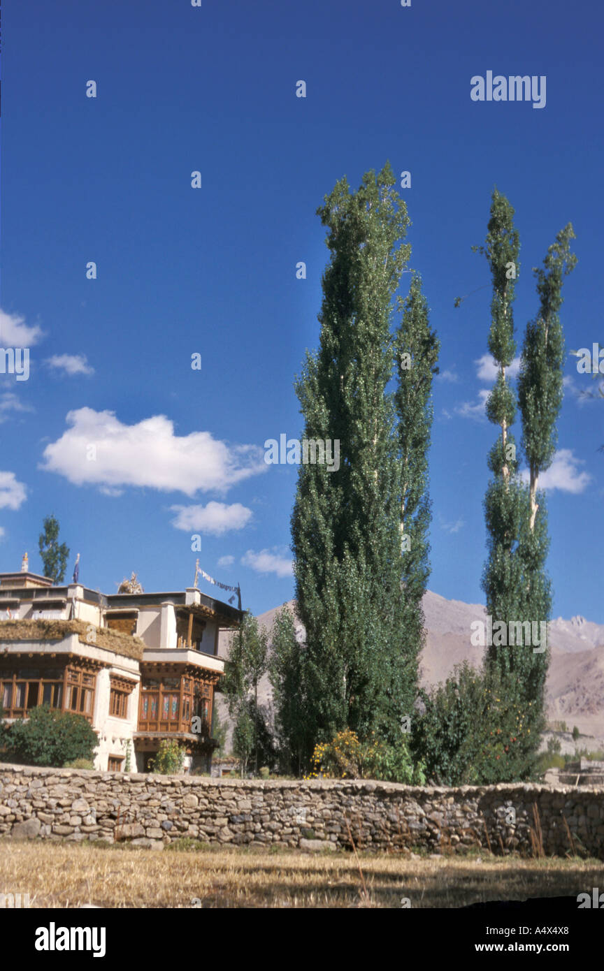 Trees Leh Ladakh Stock Photo - Alamy