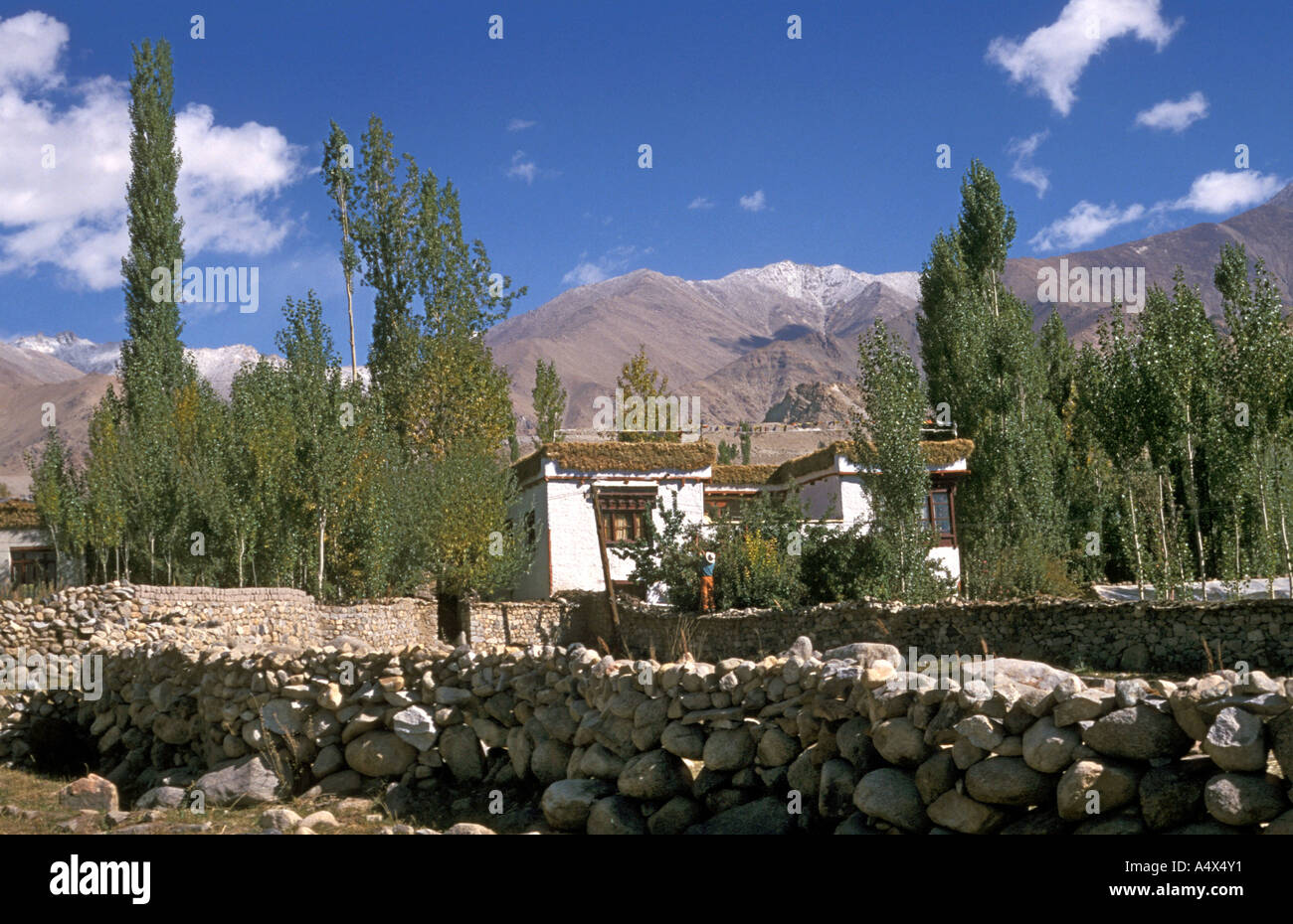 Trees Leh Ladakh Stock Photo - Alamy