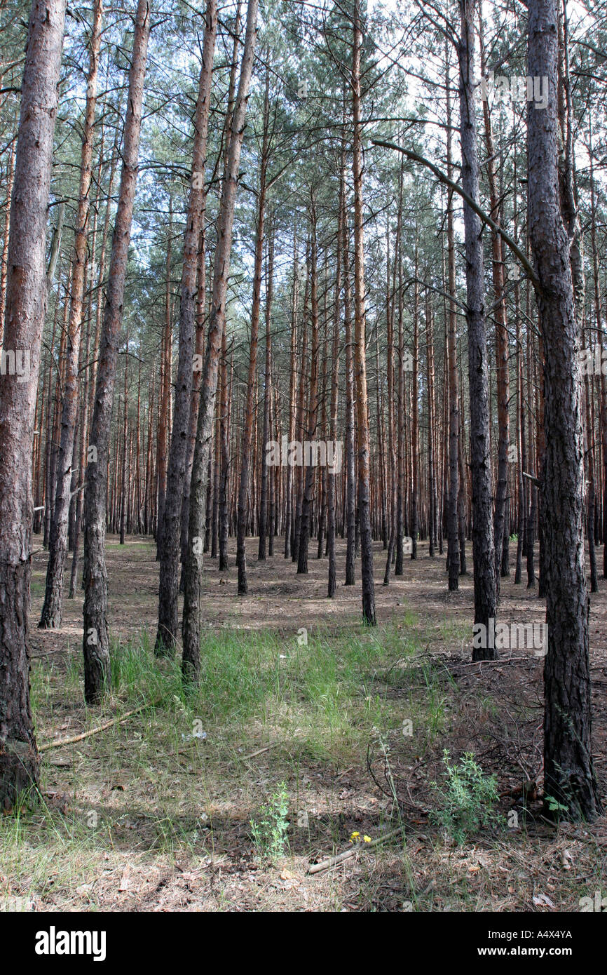 Nagelwald hi-res stock photography and images - Alamy