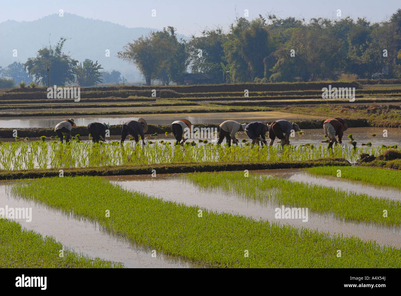 Group of farmers in the paddy fields transplanting young rice northern ...