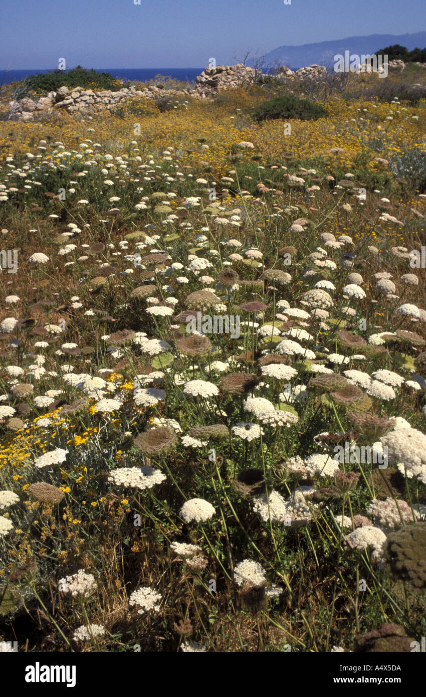 Umbelliferous plants hi-res stock photography and images - Alamy