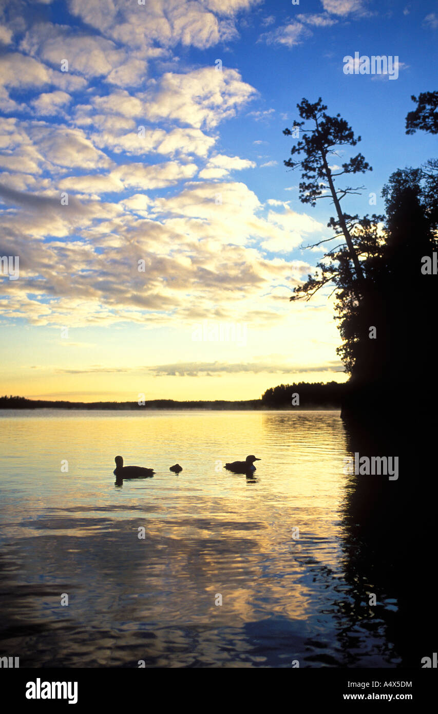 Common loon family at sunrise in the Boundary Waters Canoe Area ...