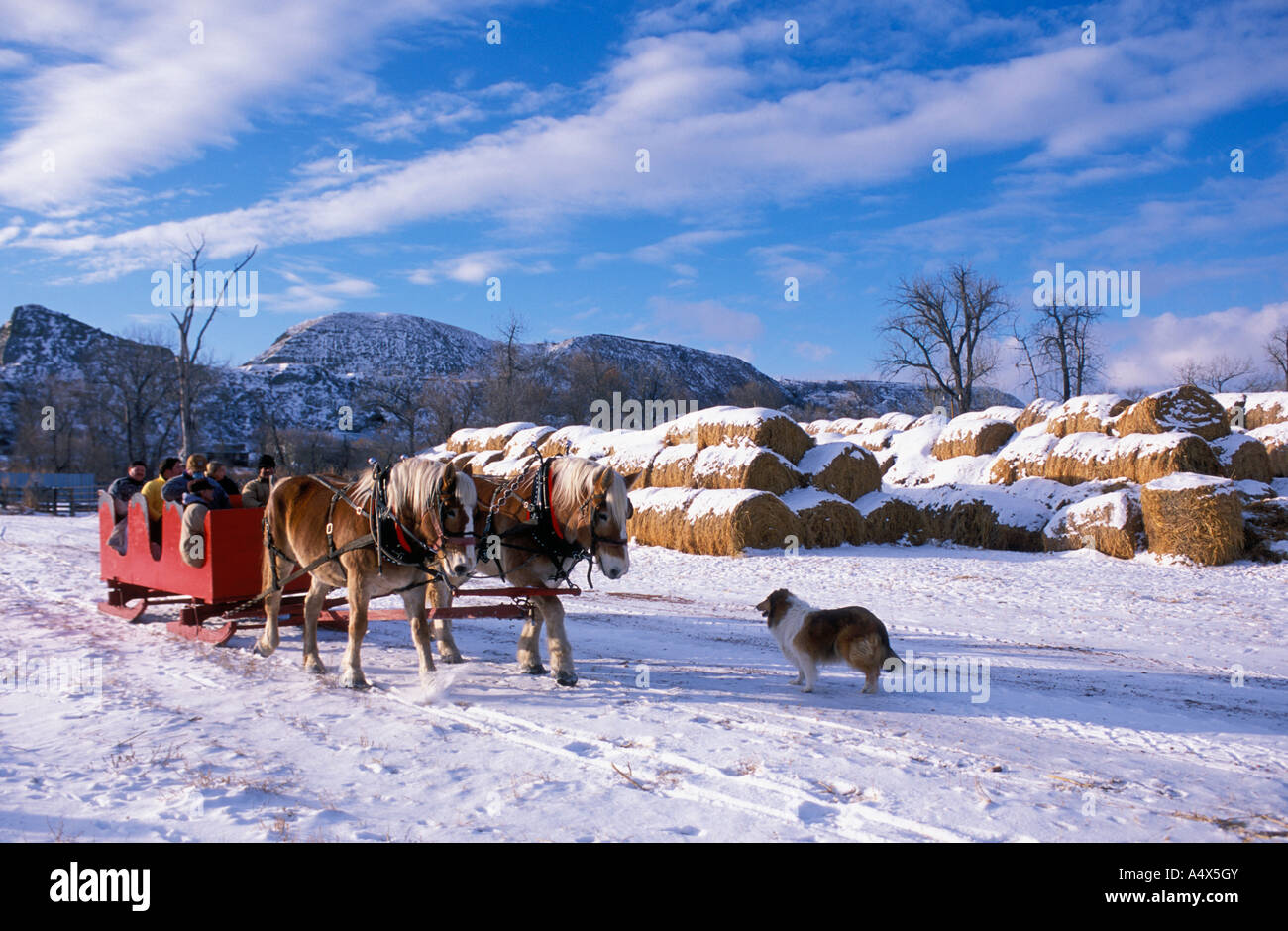 Sleigh ride in the winter in North Dakota Stock Photo - Alamy