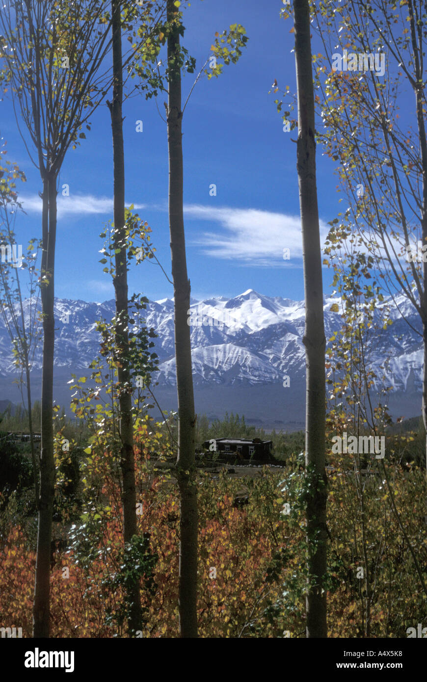 Trees Leh Ladakh Jammu Kashmir India Stock Photo - Alamy