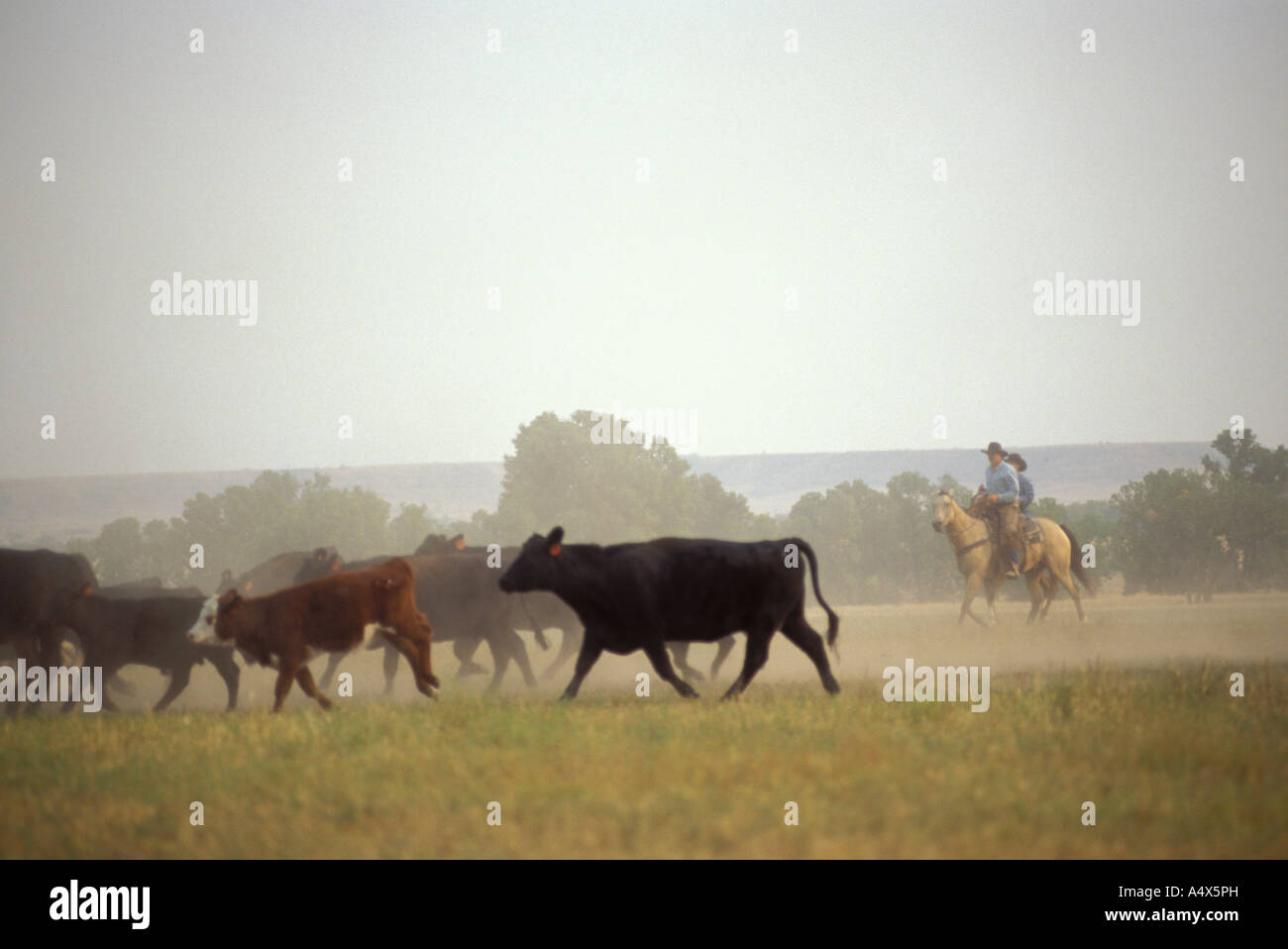 Cowboy rounding up cattle at a Dude Ranch Knife River Ranch North ...
