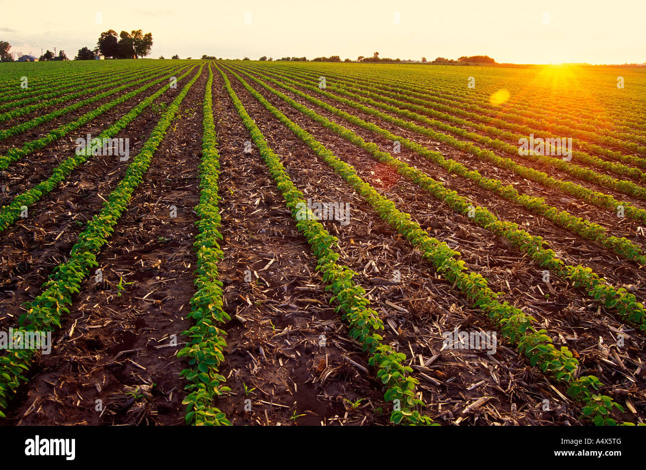 Soybean field in spring Illinois Stock Photo - Alamy