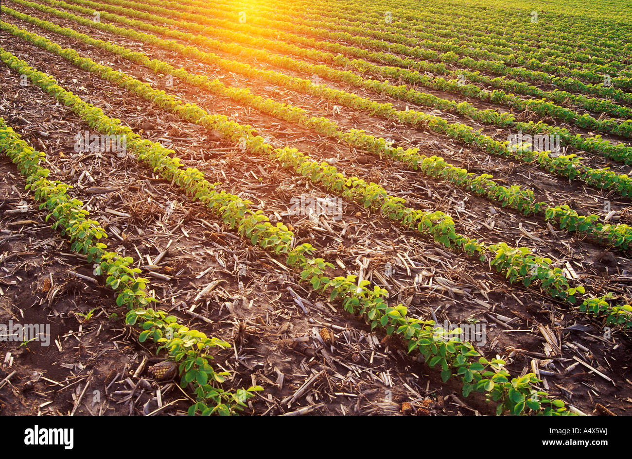 Soybean farm illinois hi-res stock photography and images - Alamy