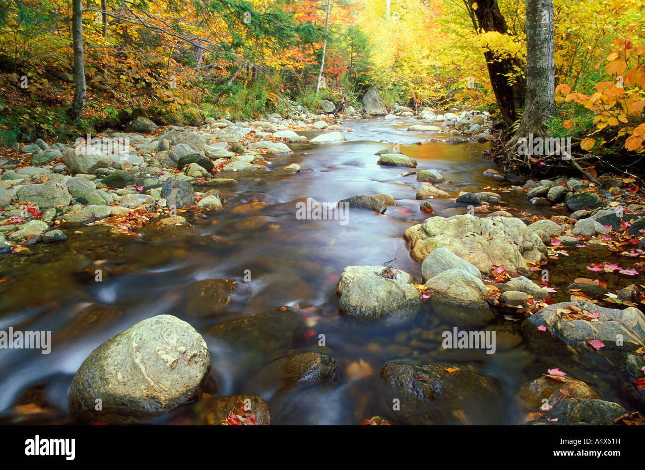 Mountain Stream In Fall
