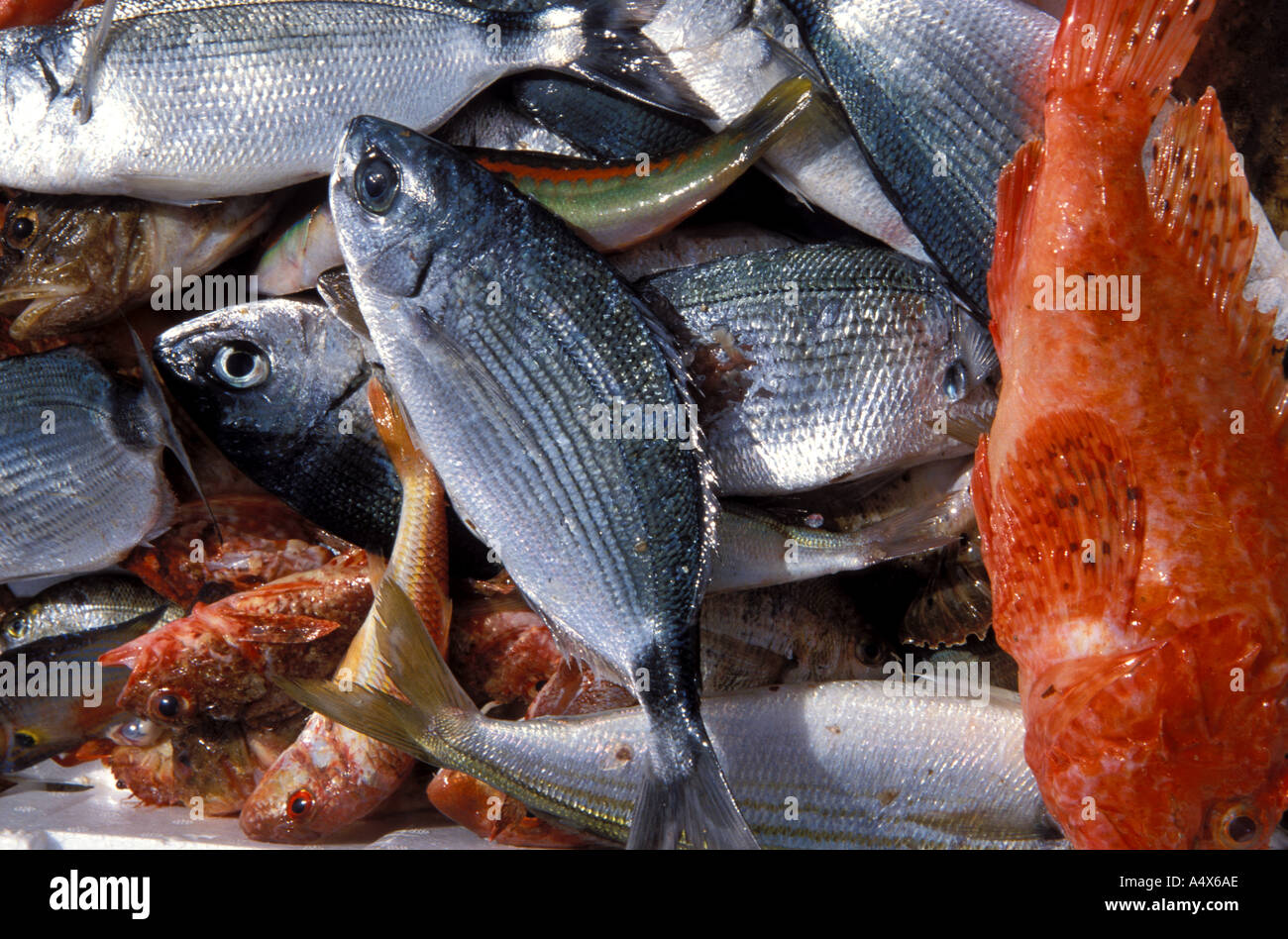 Maja squinado hi-res stock photography and images - Alamy