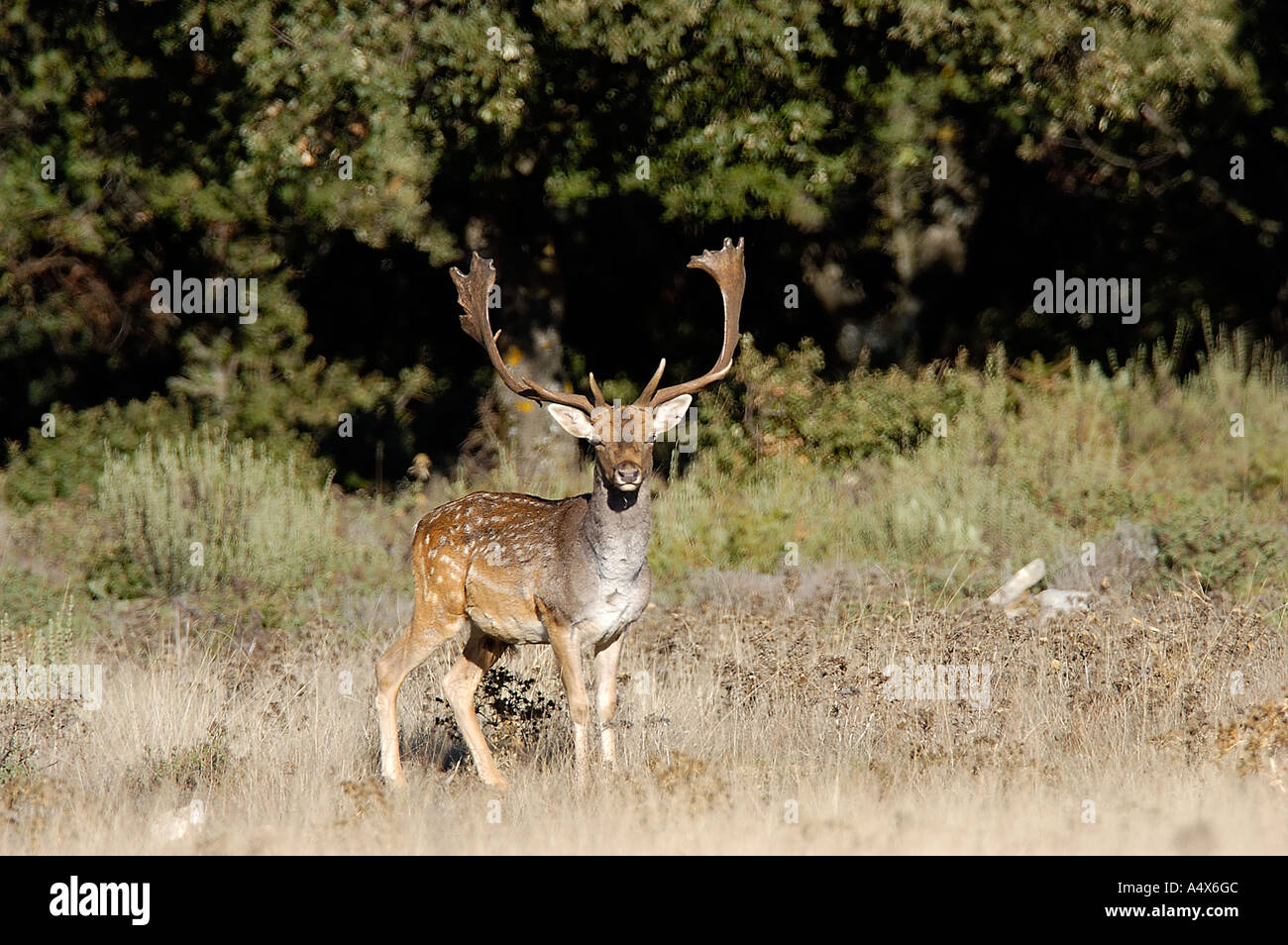 Fallow Deer Cervus dama in Sierra de las Nieves Natural Park Ronda ...