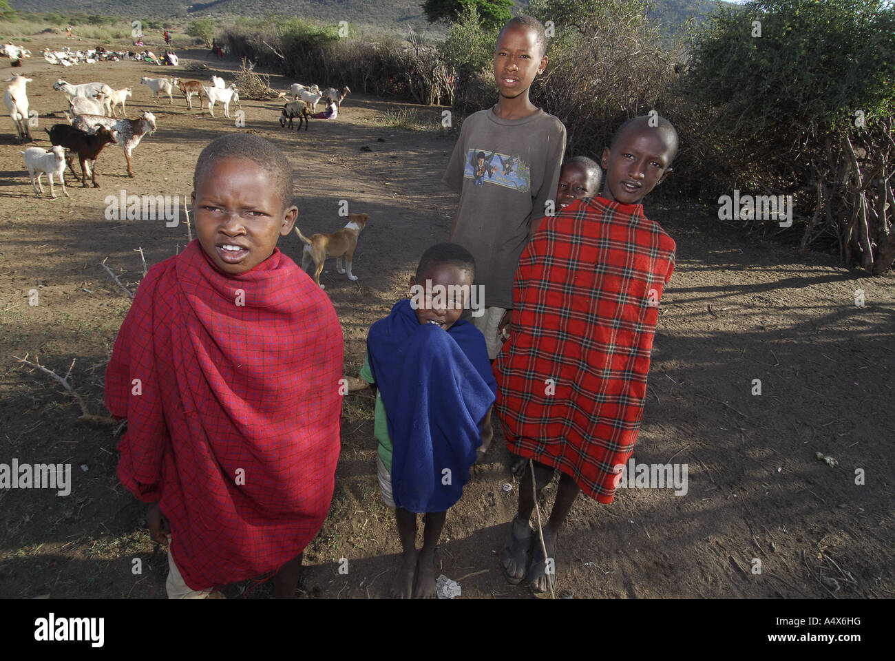 Masai Mara tribe around the Masai Mara National Park Kenya East Africa ...