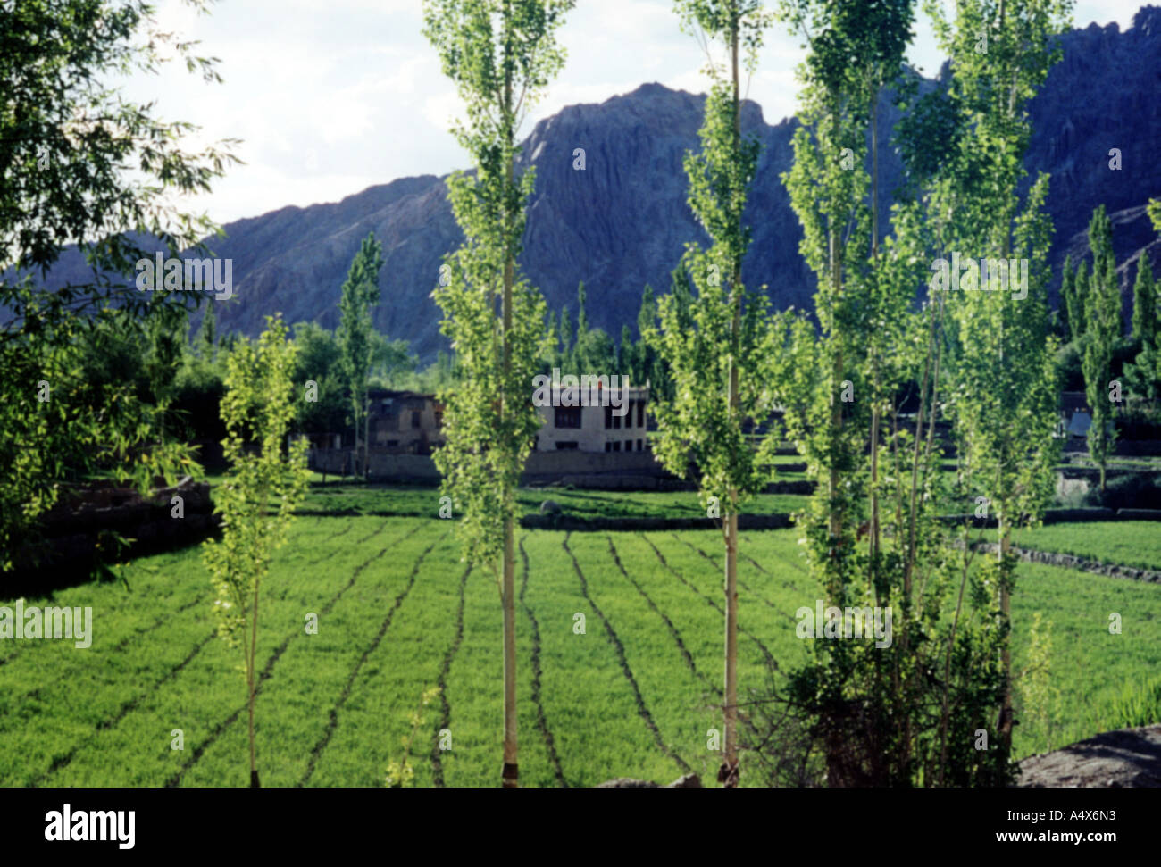 Crop fields Leh Ladakh Stock Photo - Alamy