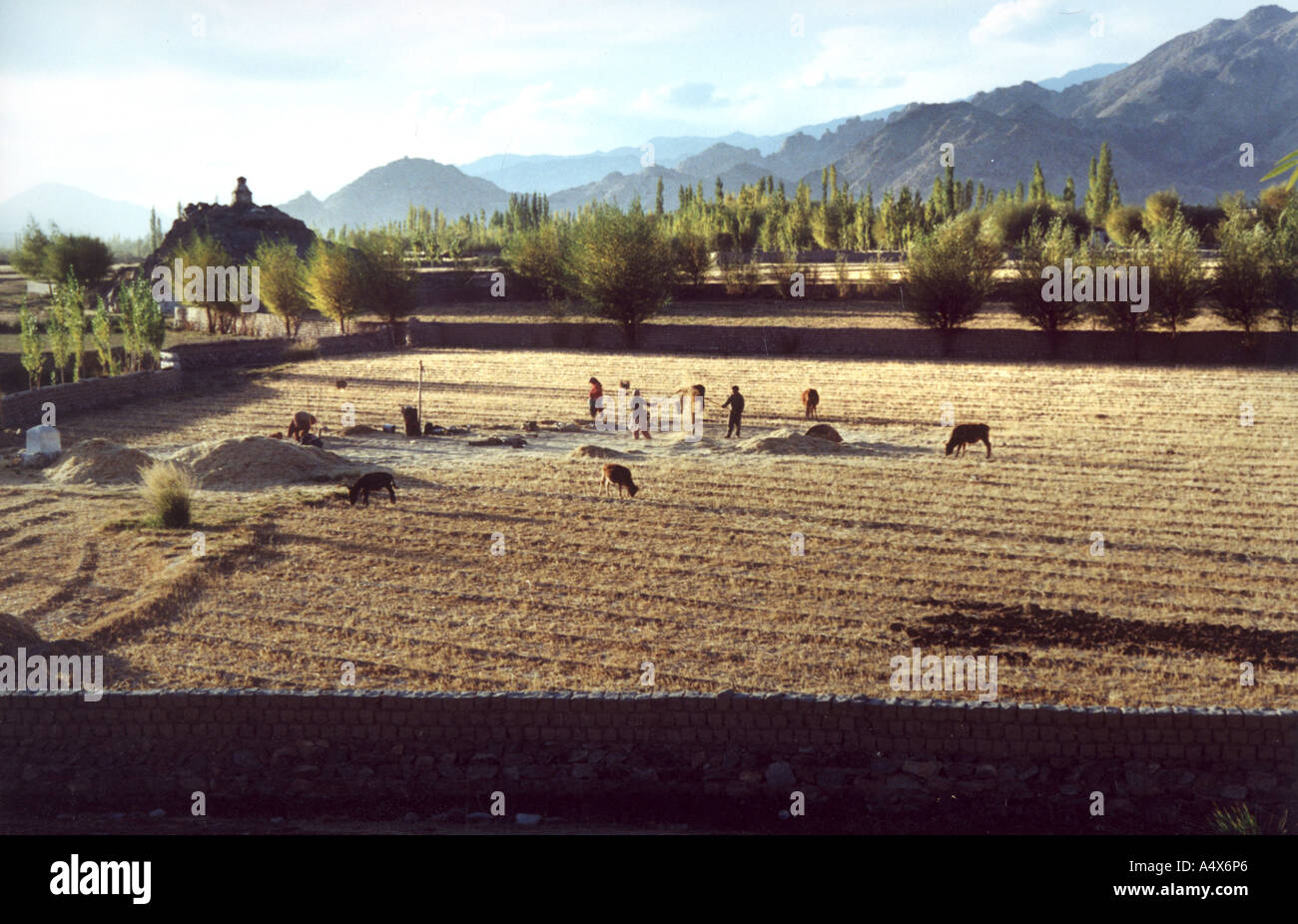 Ladakh farmers hi-res stock photography and images - Alamy