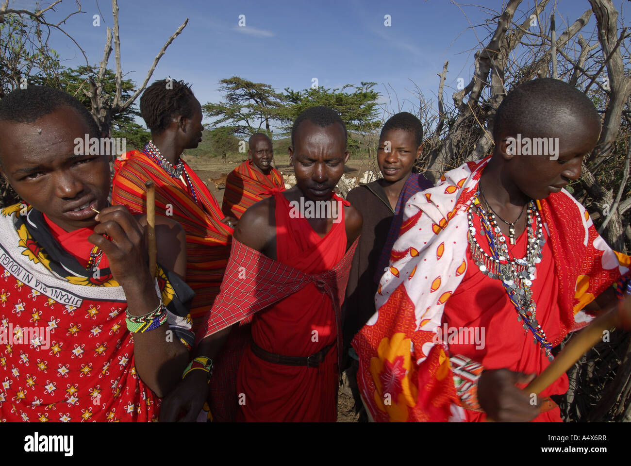 Masai Mara tribe around the Masai Mara National Park Kenya East Africa ...