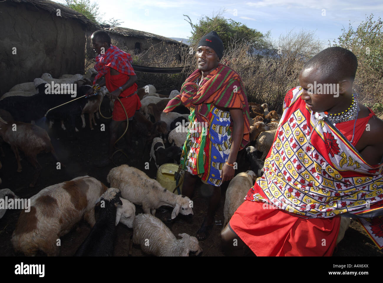 The animals like the goat and the cow are the most important possesions ...