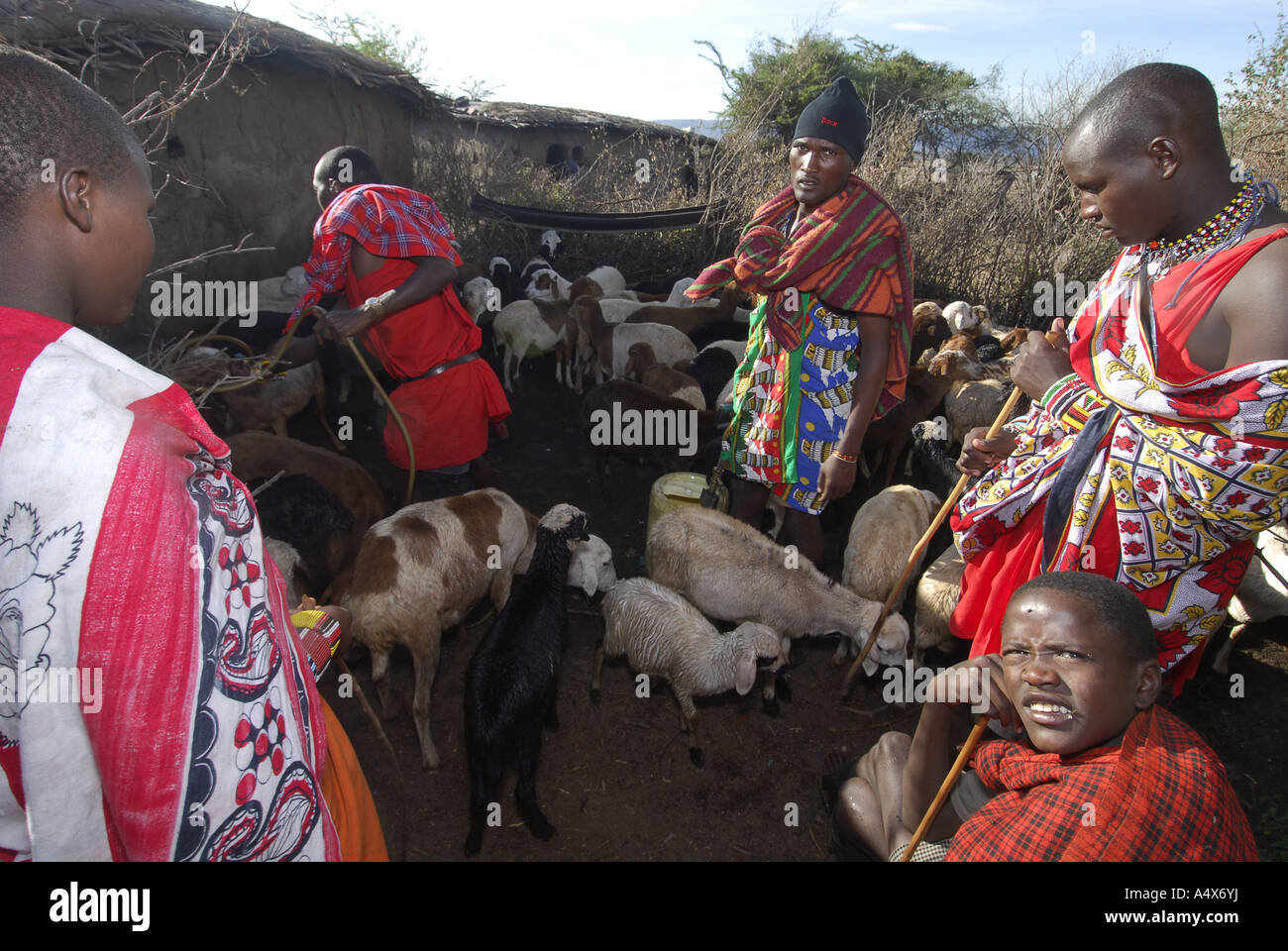 The animals like the goat and the cow are the most important possesions ...