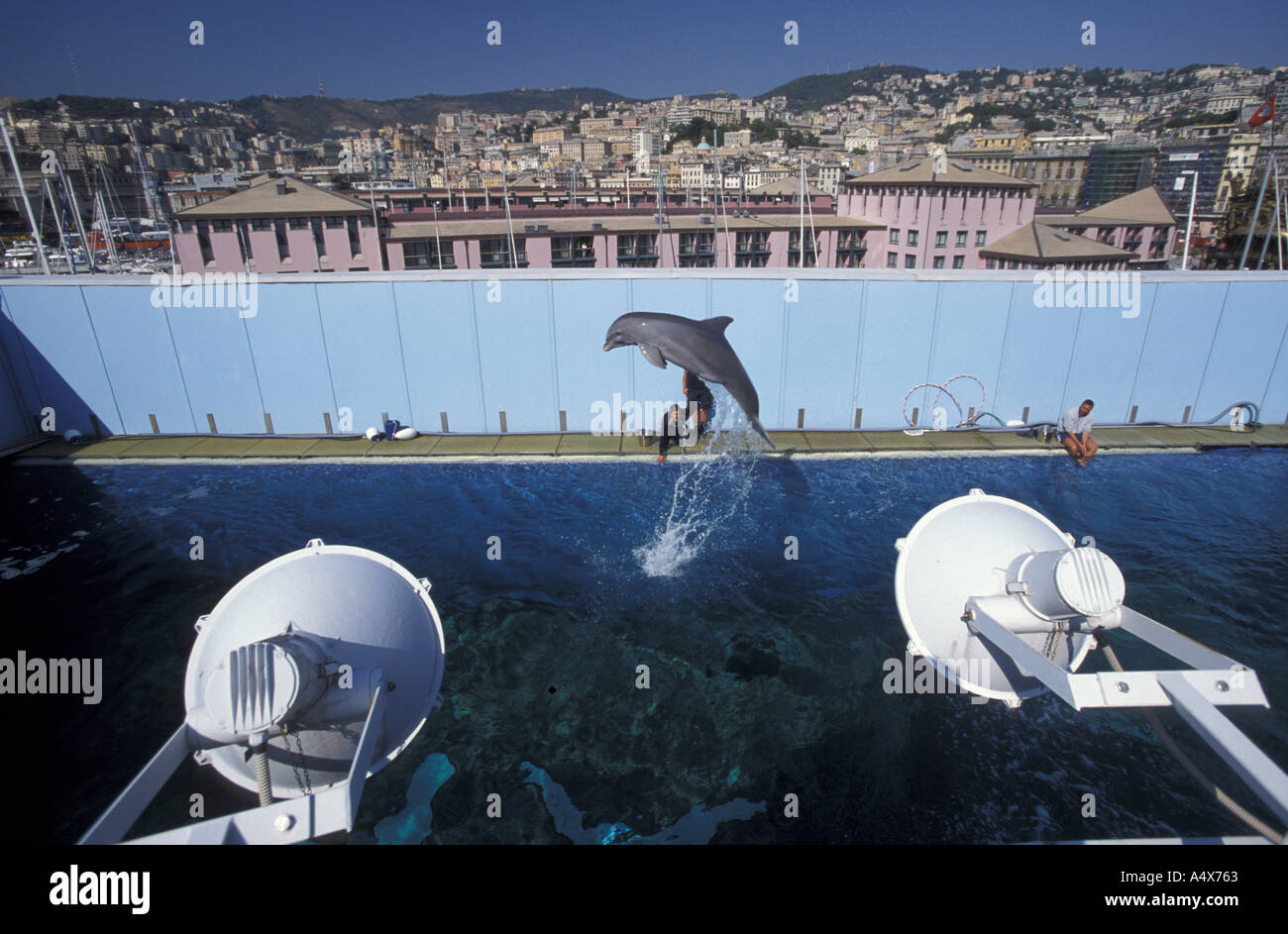 The dolphins tank in the Aquarium Stock Photo - Alamy