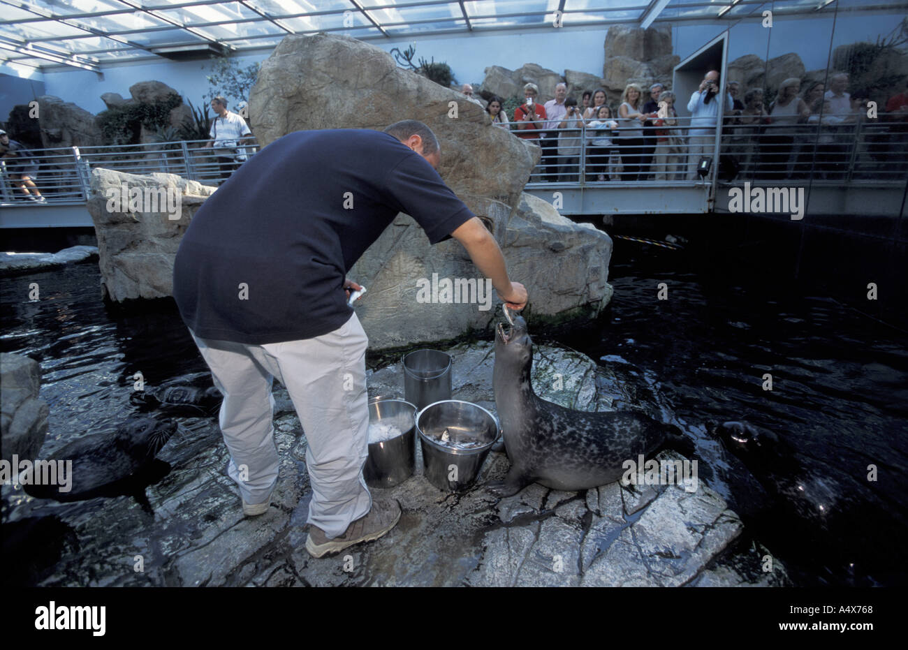 Man Feeding Seal High Resolution Stock Photography and Images - Alamy