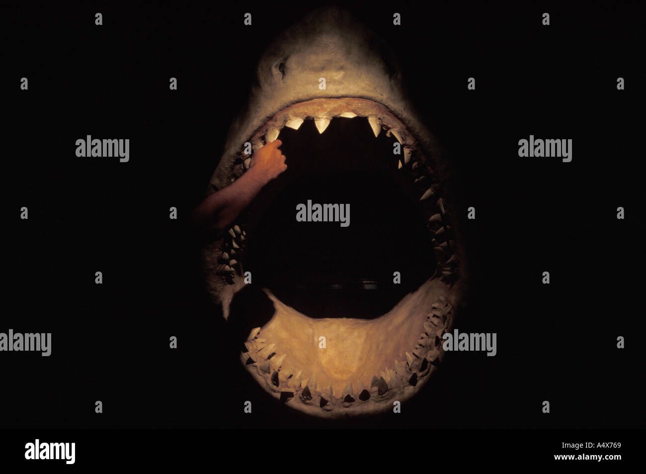 Shark jaws hi-res stock photography and images - Alamy