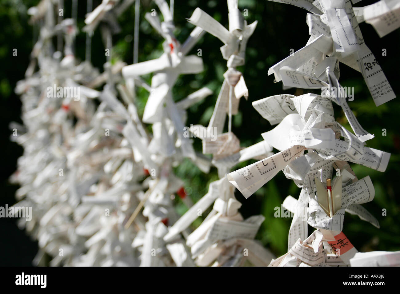 Good Luck fortunes - folded paper omikuji in Aoshima Miyazaki ...