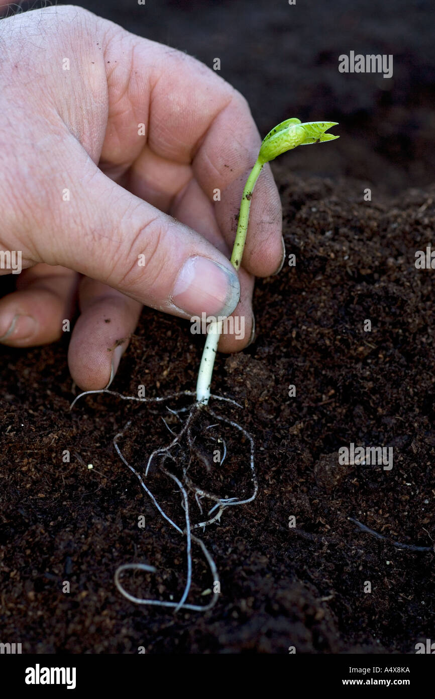 Runner bean roots hi-res stock photography and images - Alamy