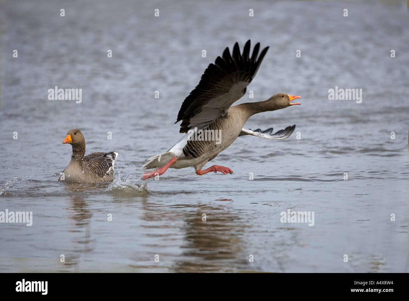 Greylag Geese Anser anser Taking Off Stock Photo - Alamy