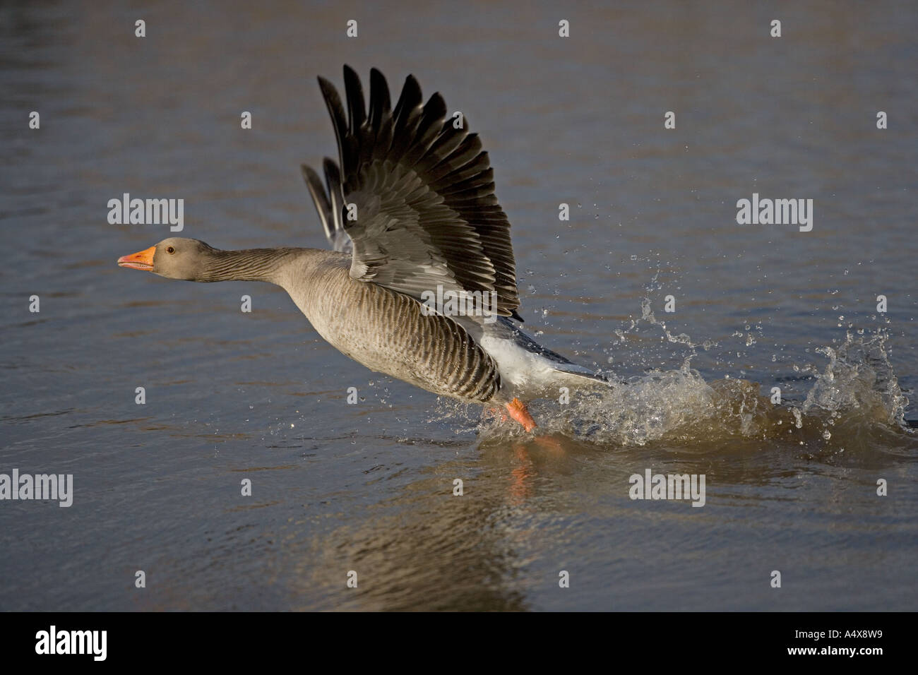 Greylag Geese Anser anser in Flight Stock Photo - Alamy